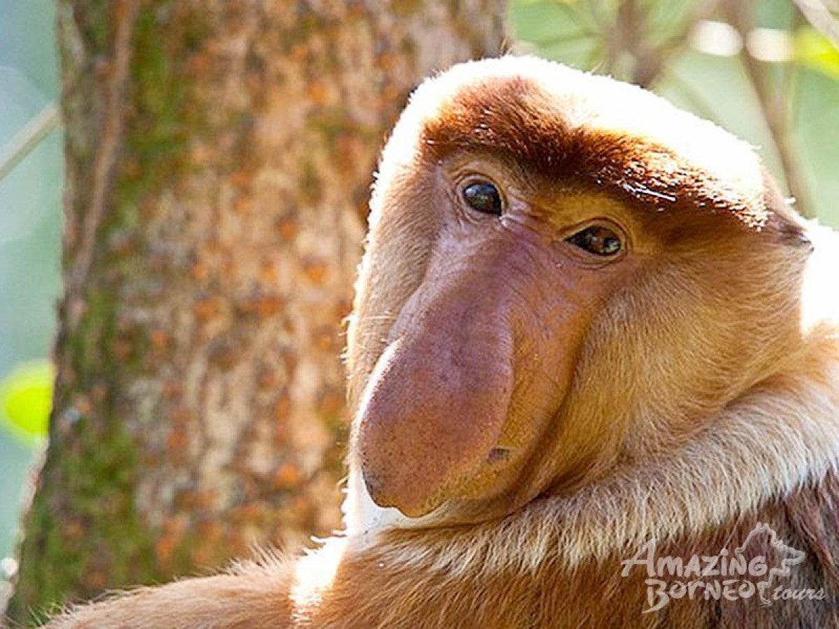 A Journey Through Sabah - 10 Days – Sandakan Rainforest Lodge