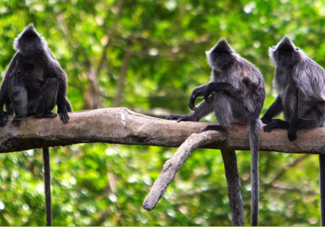 Labuk Bay Proboscis Monkey Sanctuary – Sandakan Rainforest Lodge