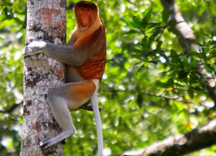 Labuk Bay Proboscis Monkey Sanctuary – Sandakan Rainforest Lodge